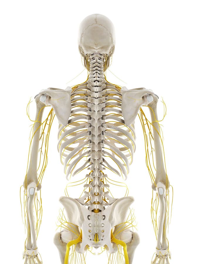 The nerves of the back stock illustration. Illustration of artwork ...