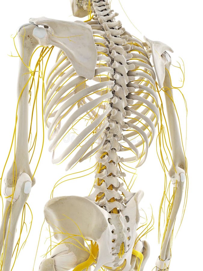 The nerves of the back stock illustration. Illustration of artwork ...