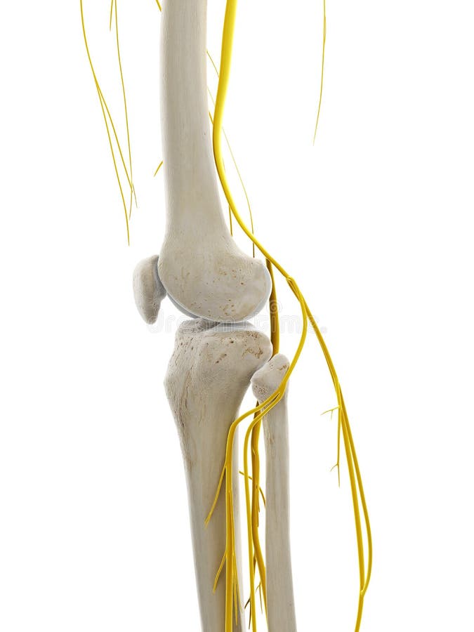 Knee Nerves Stock Illustrations – 92 Knee Nerves Stock Illustrations ...