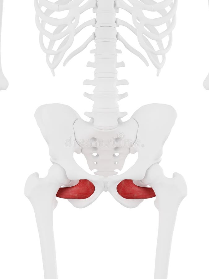 The obturator externus stock illustration. Illustration of science ...