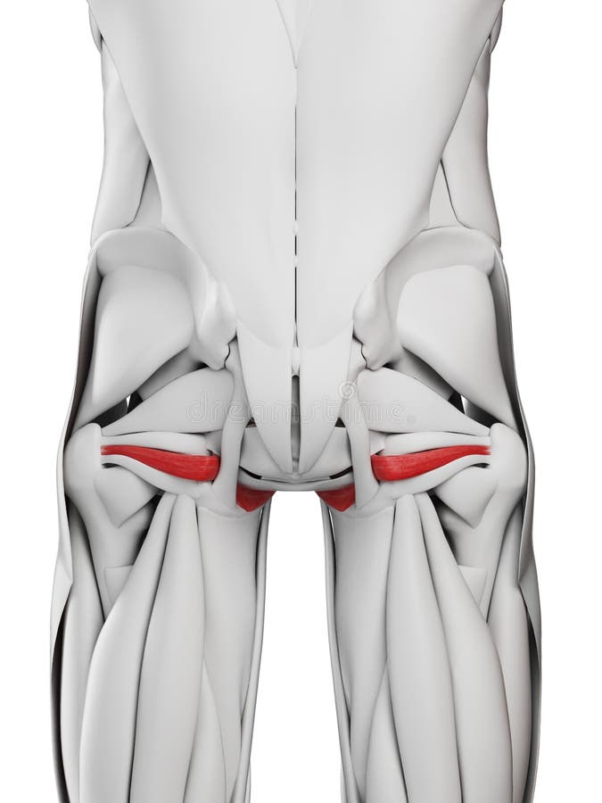 Obturator Internus stock illustration. Illustration of muscle - 141763218
