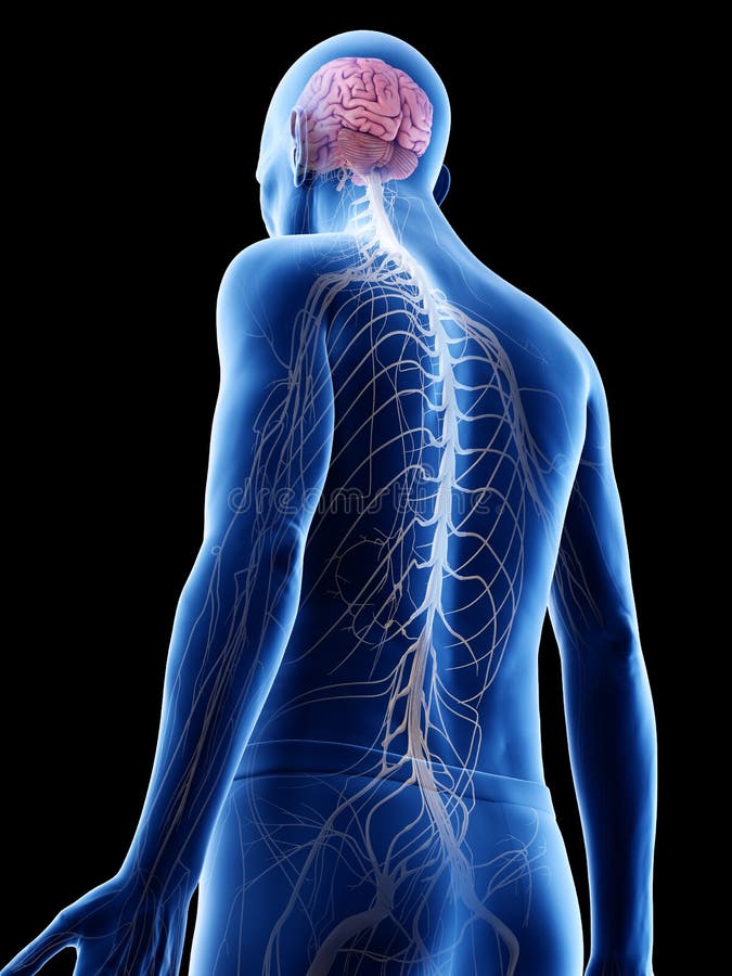 An Old Mans Brain and Nerves Stock Illustration - Illustration of ...