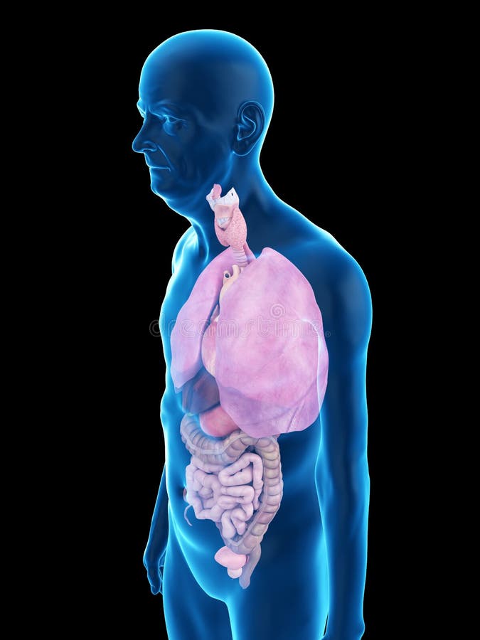 An old mans organs stock illustration. Illustration of elderly - 127832875