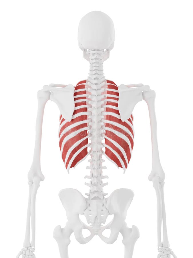 The Outer Intercostalis stock illustration. Illustration of graphic ...