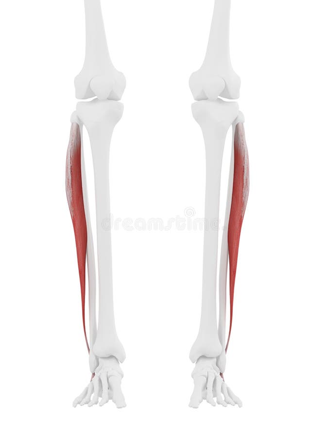 The Peroneus Longus stock illustration. Illustration of lower - 141757915
