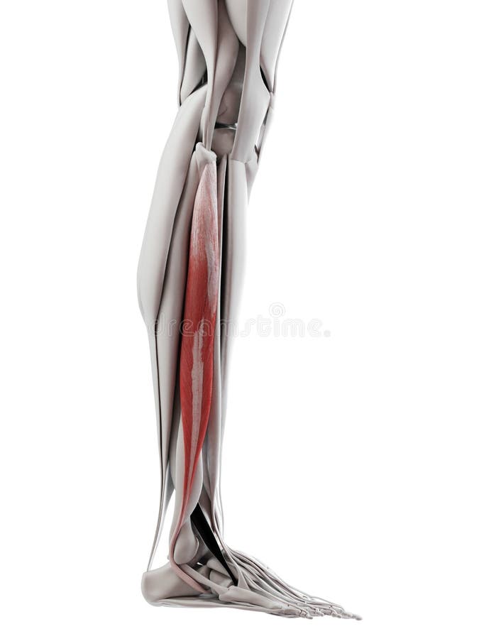 The peroneus longus stock illustration. Illustration of skeleton - 57548661