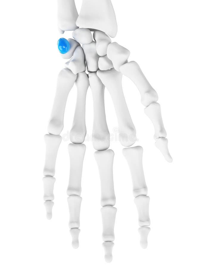 The pisiform stock illustration. Illustration of human - 101264831