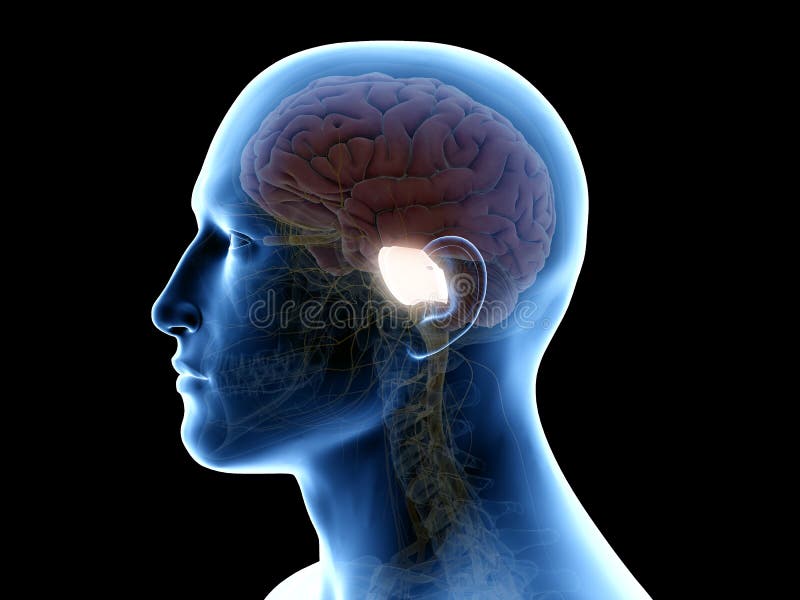 The pons stock illustration. Illustration of cerebric - 137361744