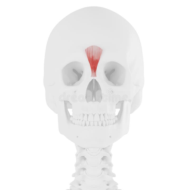The procerus stock illustration. Illustration of accurate - 57548752