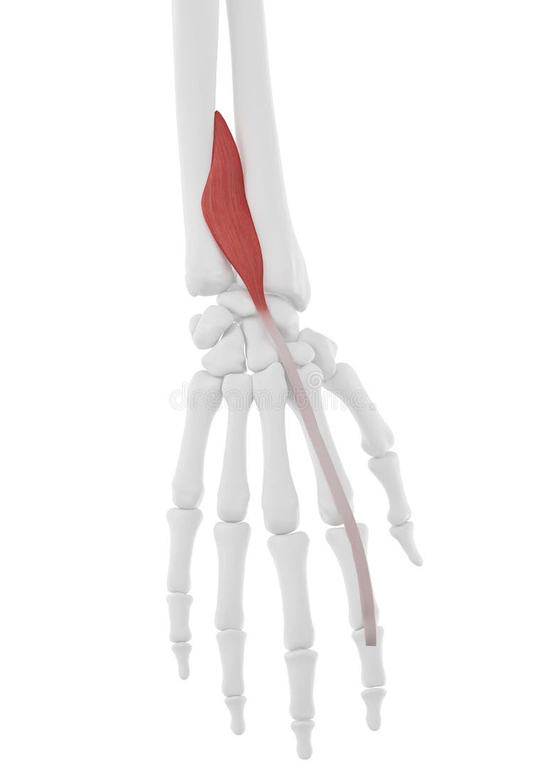 Extensor Indicis Stock Illustrations – 227 Extensor Indicis Stock ...