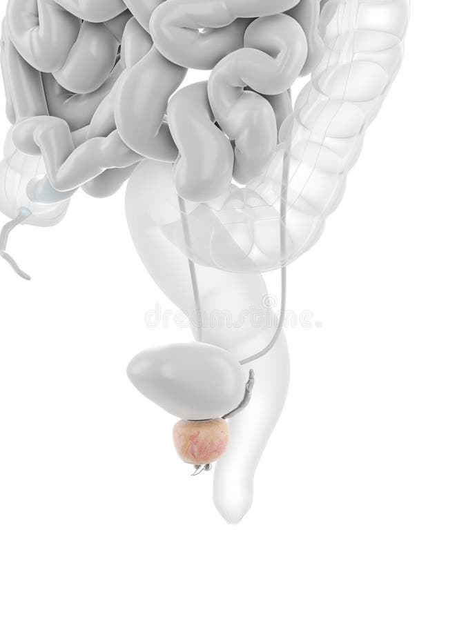 Prostate stock illustration. Illustration of painful, urinary - 8689541