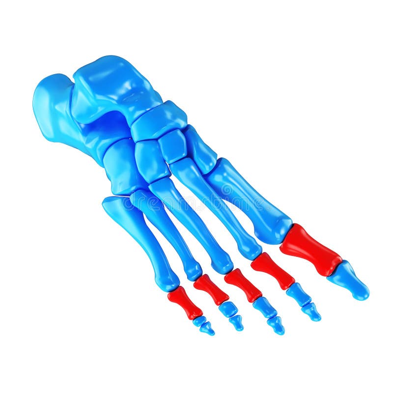 The proximal phalanx bones stock illustration. Illustration of skeleton ... The proximal phalanx bones stock illustration. Illustration of skeleton ...