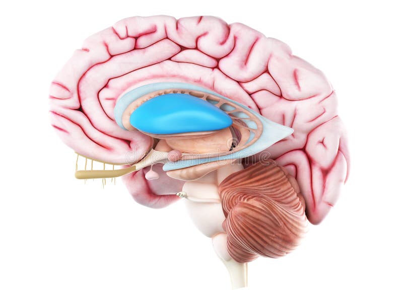 The putamen stock illustration. Illustration of brain - 137361596