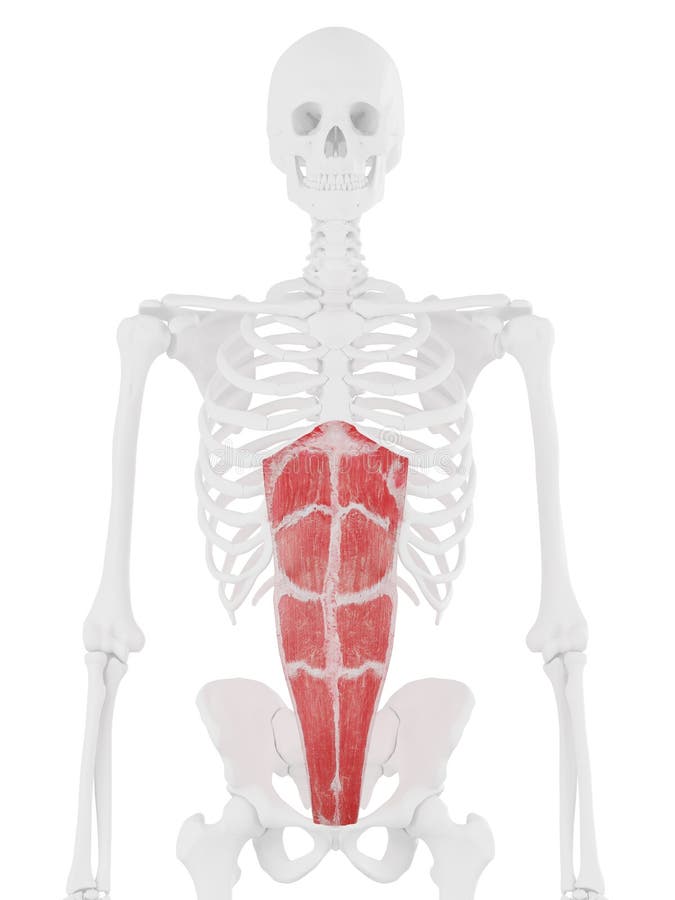 The Rectus Abdominis stock illustration. Illustration of rendered ...