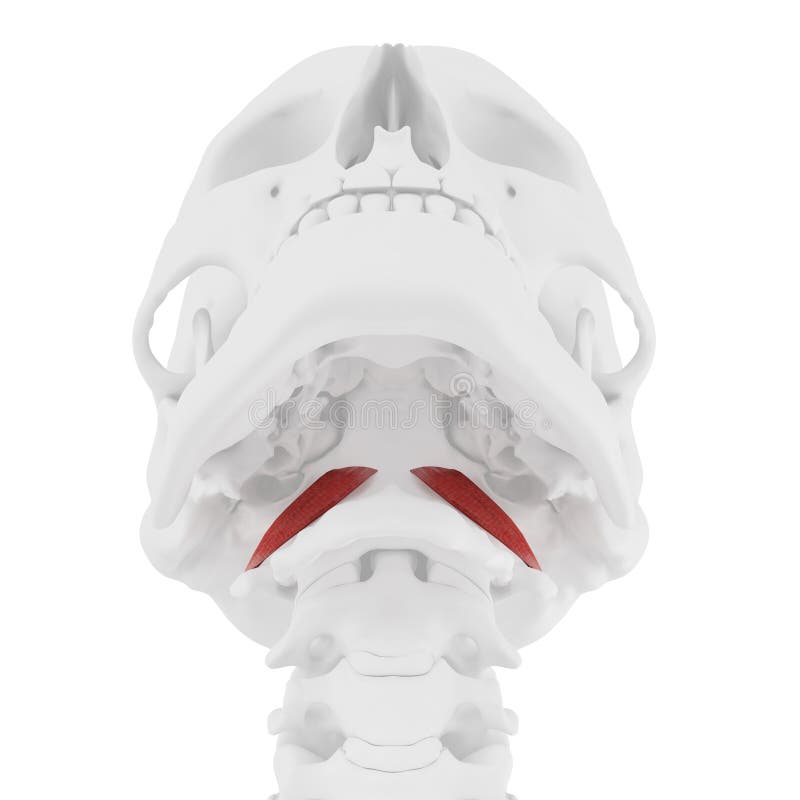 The Rectus Capitis Anterior Stock Illustration - Illustration of muscle ...