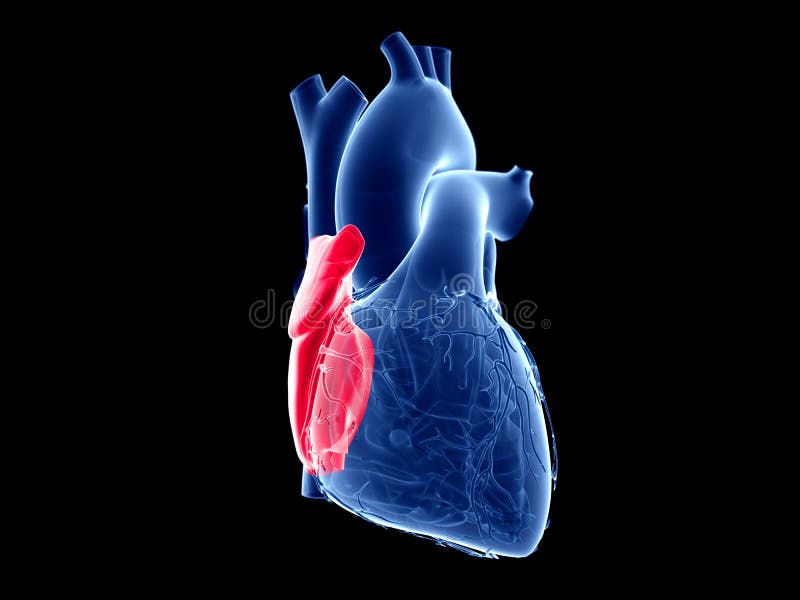 Right Atrium and Right Ventricle of the Heart with Human Body Stock ...