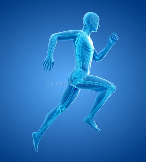 Runners skeleton stock illustration. Illustration of skeletal - 74820229