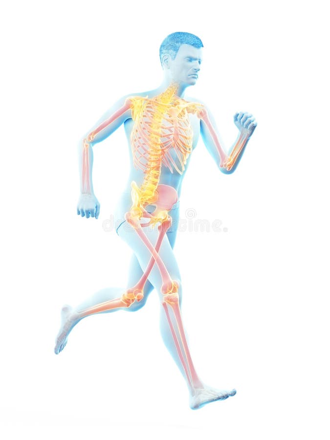 A runners skeleton stock illustration. Illustration of osteoporosis ...