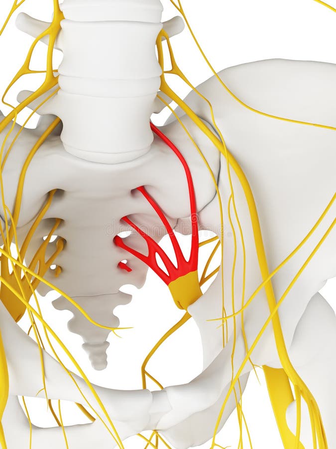 The sacral plexus stock illustration. Illustration of ilium - 101298723