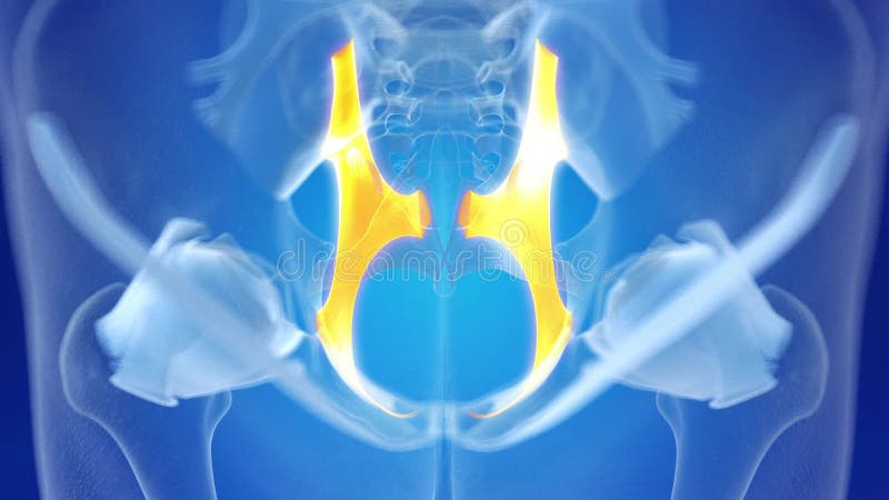 The Sacrotuberous ligament stock footage. Video of ligament - 140242018