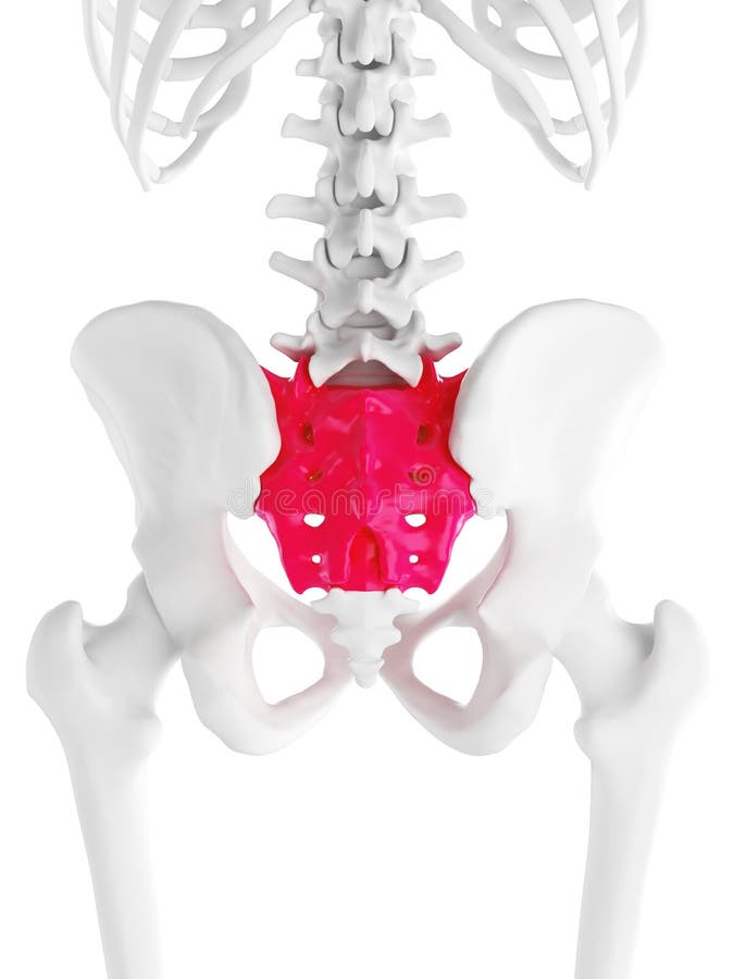 The sacrum stock illustration. Illustration of femur - 127838024