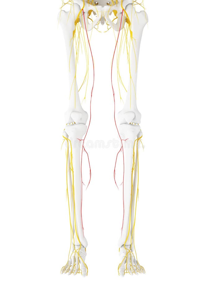 The saphenous nerve stock illustration. Illustration of male - 101288518