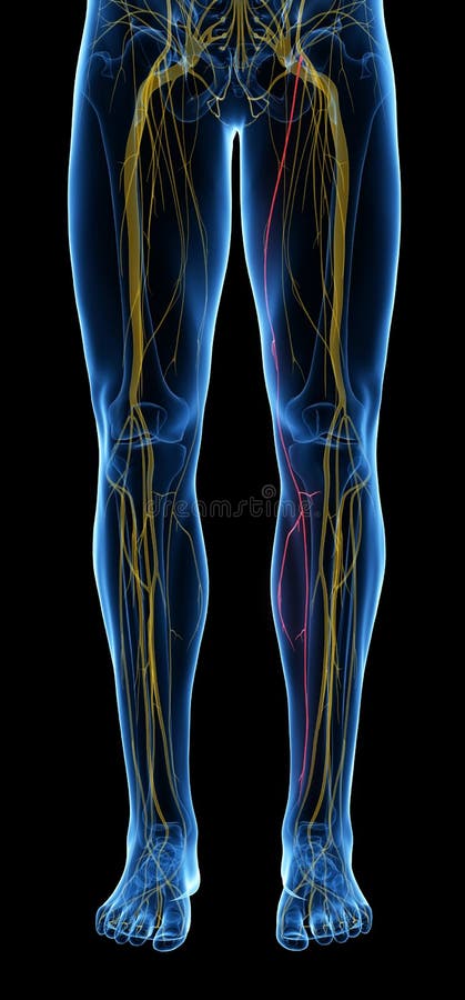 The Saphenous Nerve stock illustration. Illustration of system - 101297736