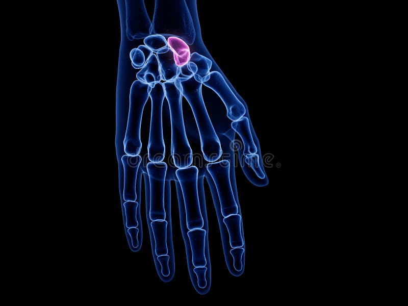 The scaphoid bone stock illustration. Illustration of body - 56652155