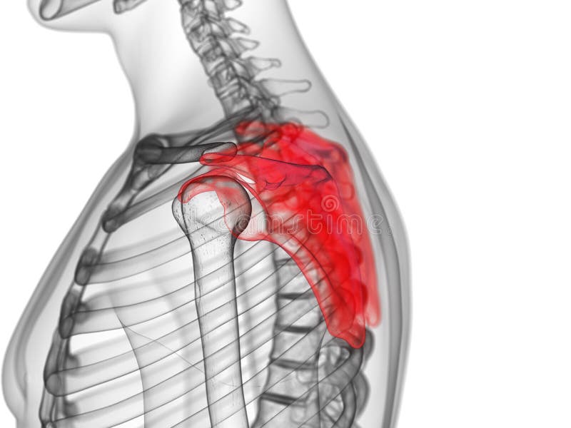 The scapula stock illustration. Illustration of anatomical - 155223313