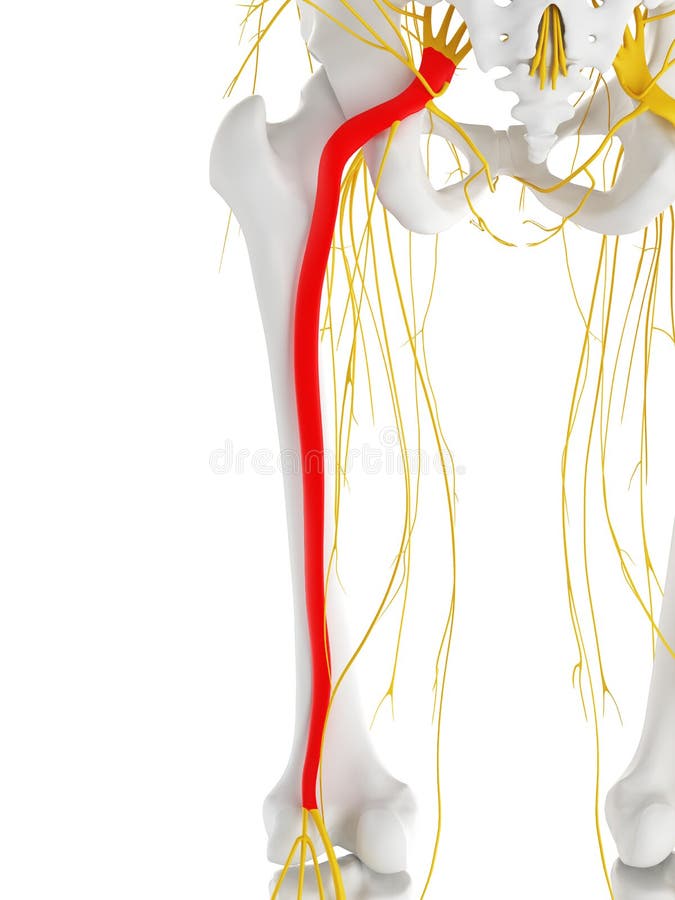 Sciatic Nerve Pain Location Stock Vector - Illustration of birth ...