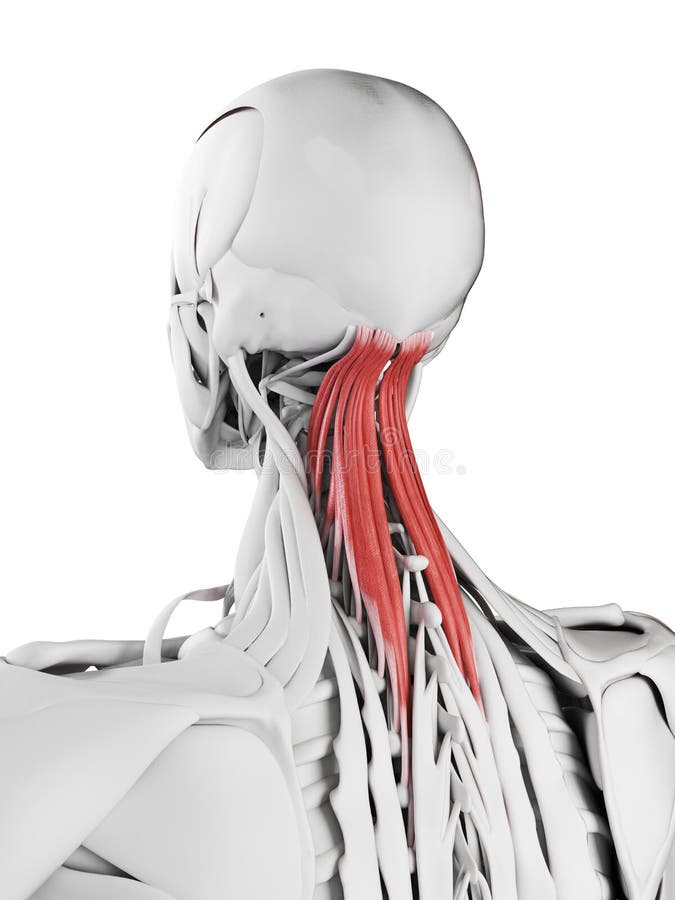Semispinalis Capitis stock illustration. Illustration of muscle - 141763875