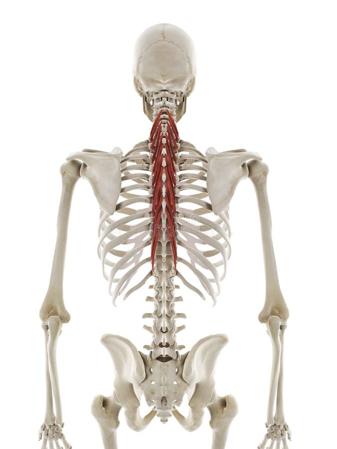 The semispinalis thoracis stock illustration. Illustration of medical ...