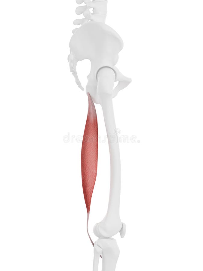 The Semitendinosus stock illustration. Illustration of anatomical ...