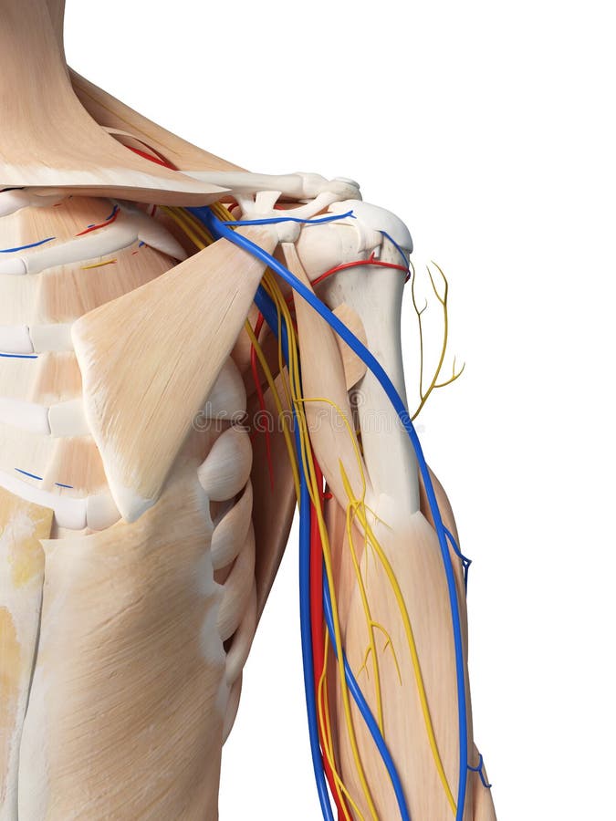 The shoulder anatomy stock illustration. Illustration of rendering ...