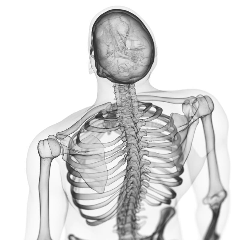 The skeletal back stock illustration. Illustration of skeletal - 127839039