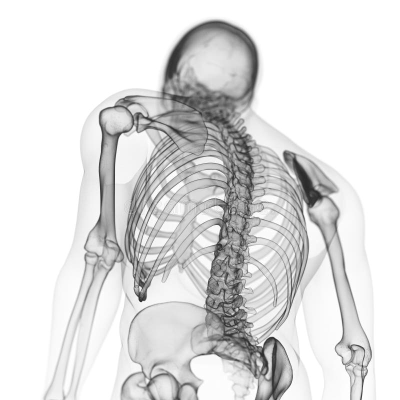 The skeletal back stock illustration. Illustration of skeletal - 127839059