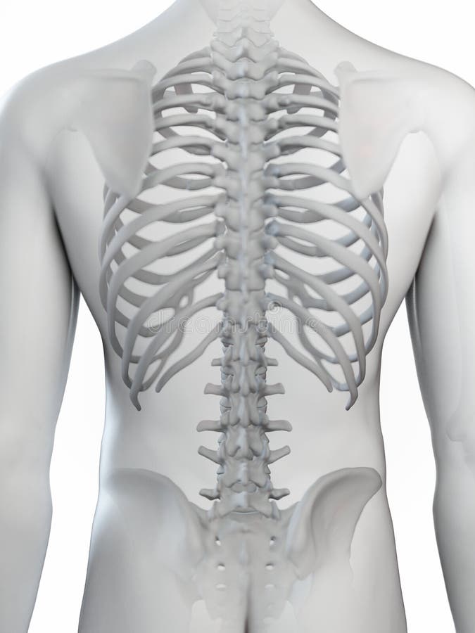 Skeletal back stock illustration. Illustration of medical - 3546046