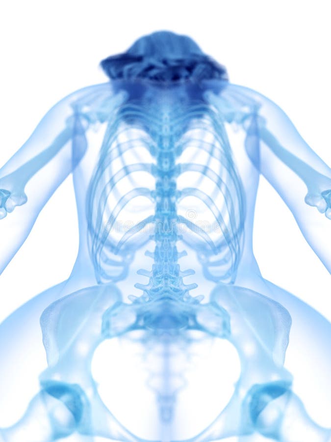 Skeletal back stock illustration. Illustration of human - 2590059