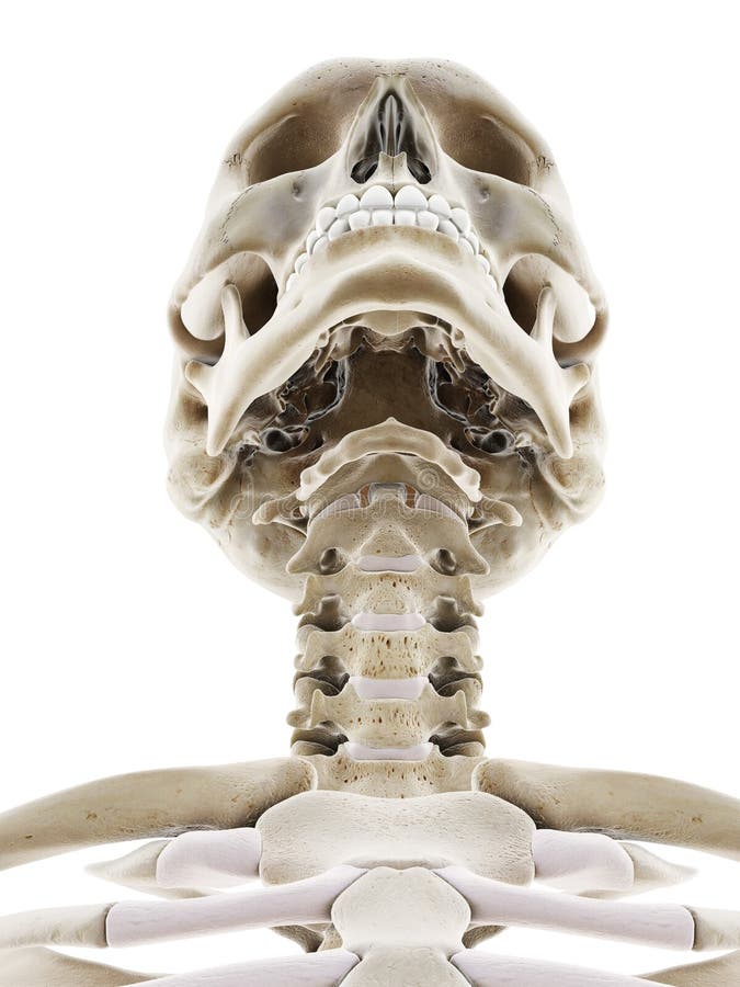 The skeletal head stock illustration. Illustration of head - 162292737