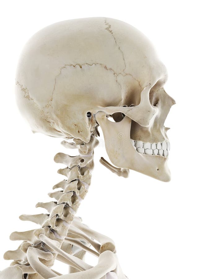 The skeletal head stock illustration. Illustration of head - 162292737