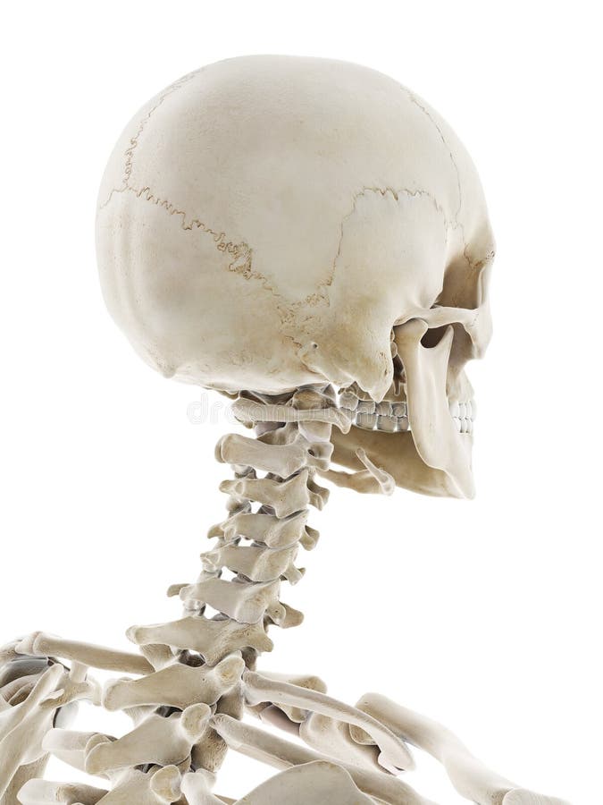 The skeletal head stock illustration. Illustration of biology - 162292759