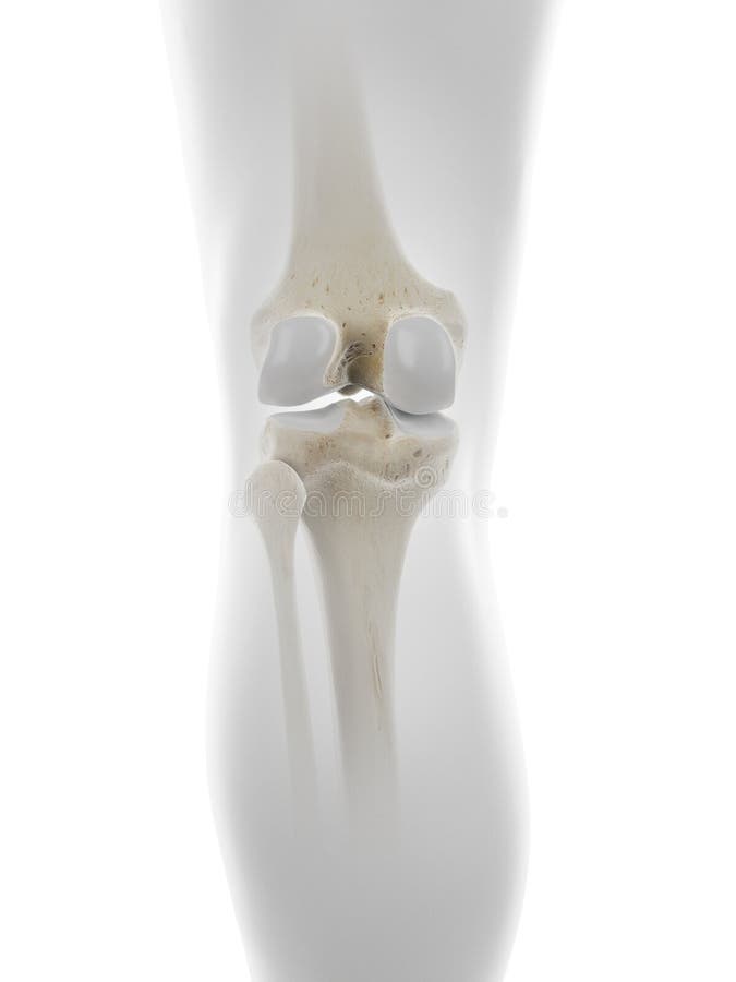 The skeletal knee stock illustration. Illustration of science - 45576903