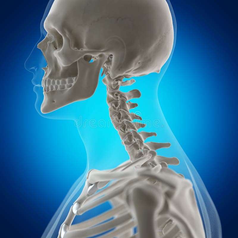 The skeletal neck stock illustration. Illustration of anatomical ...