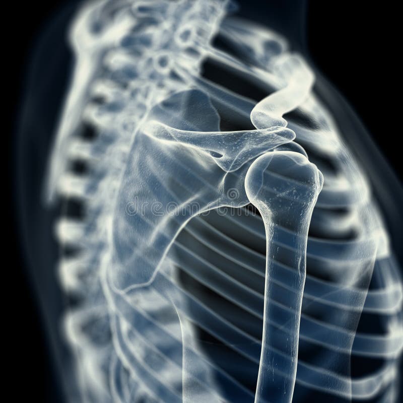 The skeletal shoulder stock illustration. Illustration of diagnosis ...