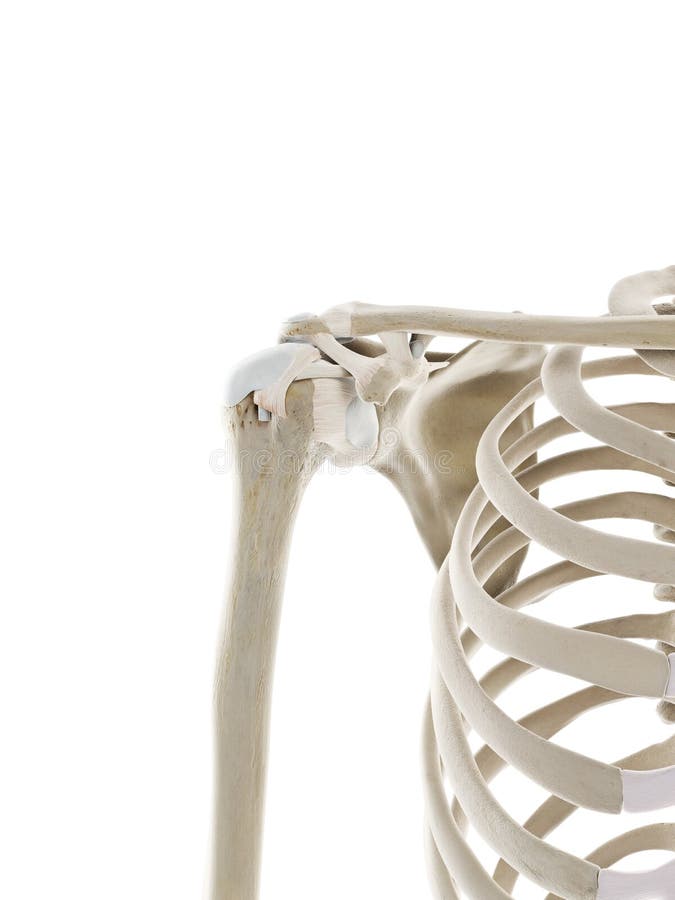 The skeletal shoulder stock illustration. Illustration of anatomical ...