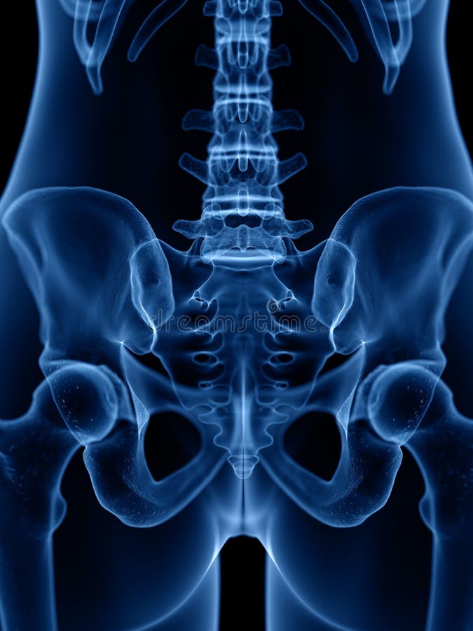 The skeletal stock illustration. Illustration of joint - 142495192