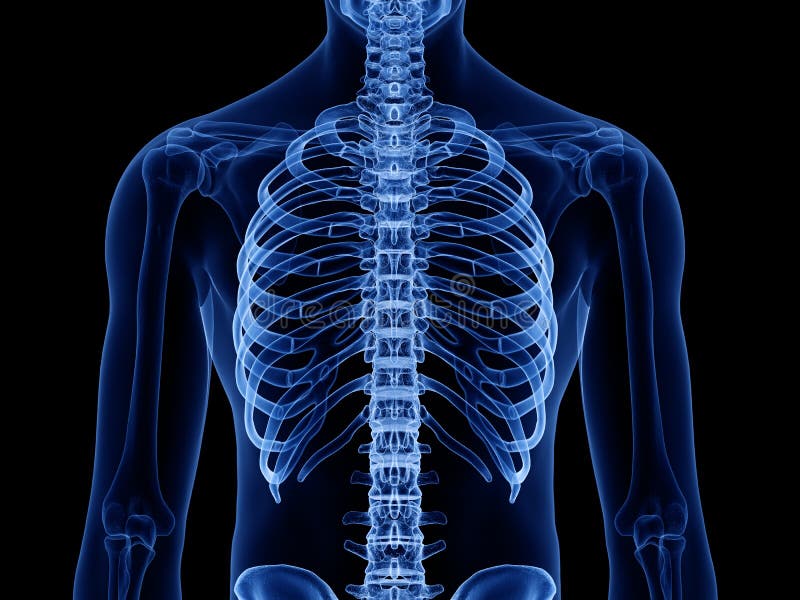 The skeletal thorax stock illustration. Illustration of artwork - 155226307
