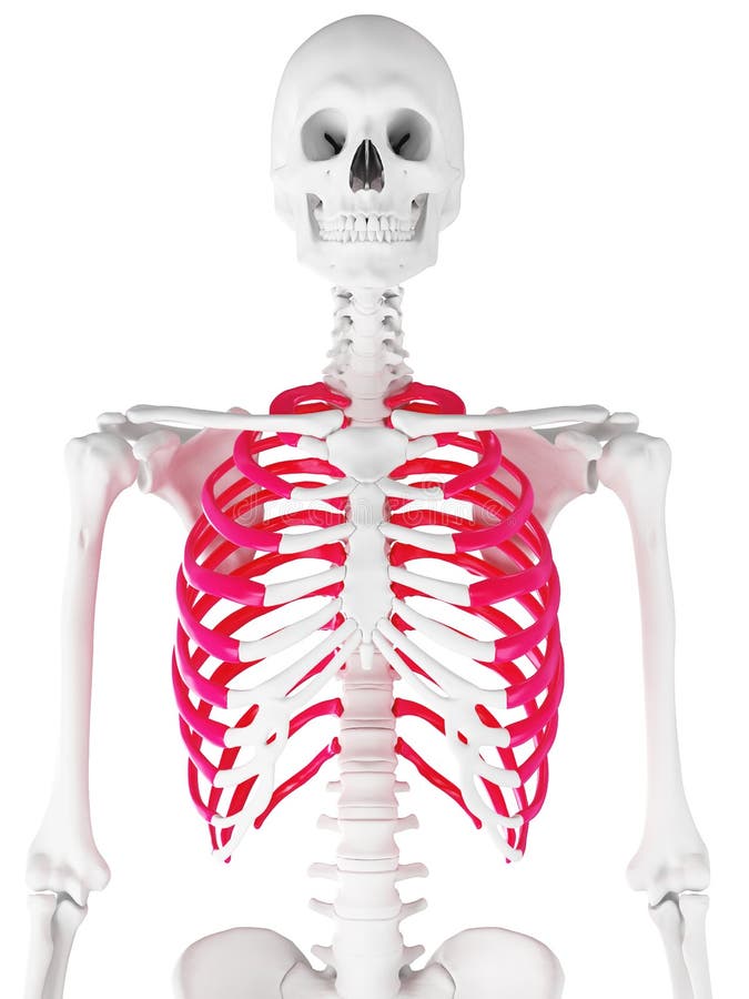 The skeletal thorax stock illustration. Illustration of biomedical ...