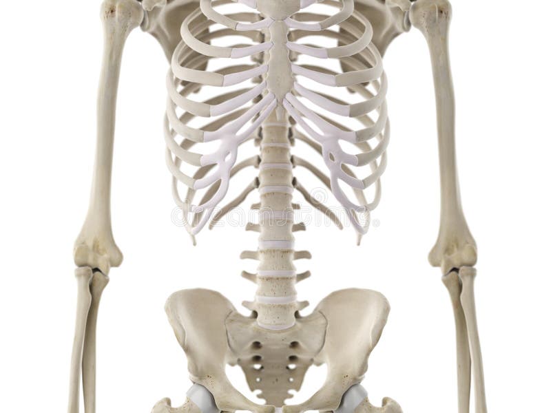 The skeletal thorax stock illustration. Illustration of rendering ...
