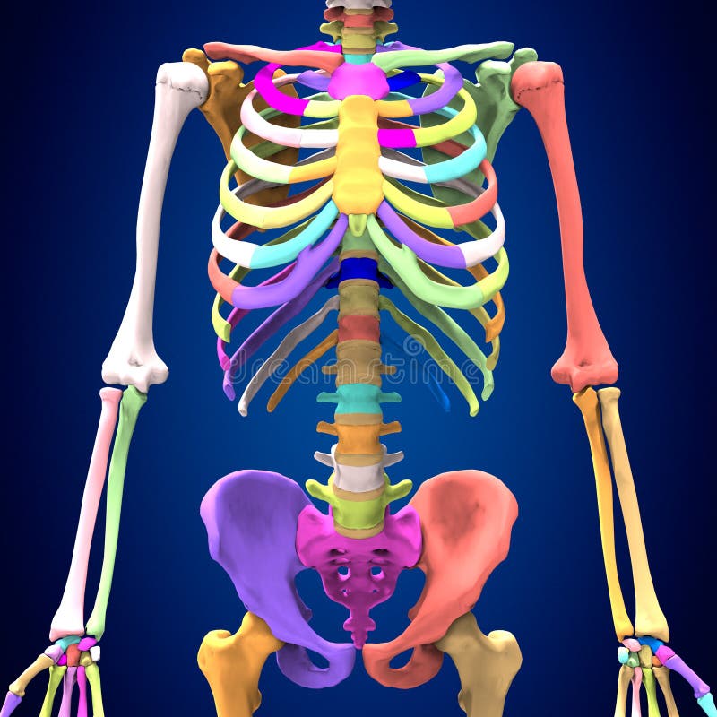 3d Rendered Medically Accurate Illustration of Skeleton Anatomy Stock ...